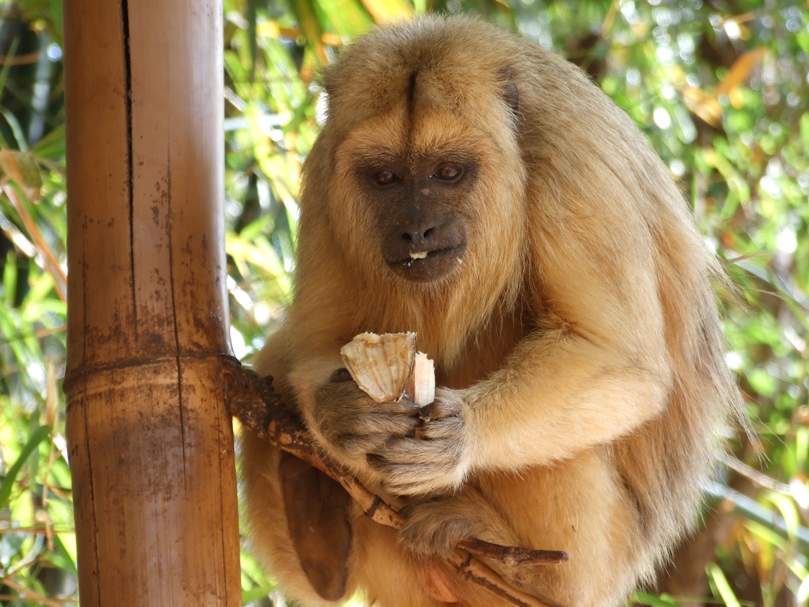 Blog do Ademir Carosia: Bugio-preto