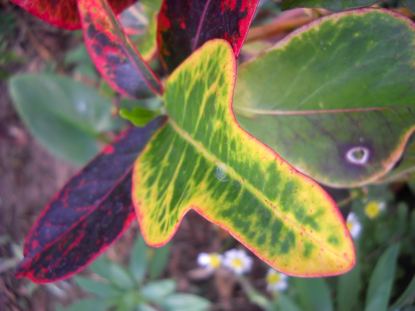 HORTA À PORTA: CODIAEUM VARIEGATUM (CRÓTON, LOURO-VARIEGADO, FOLHA ...