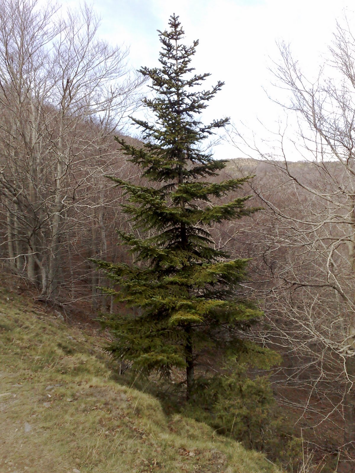 Árboles con alma: Abeto. Avet. (Abies alba)