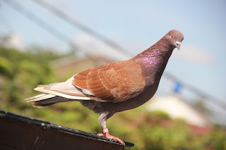 PMTI(persatuan merpati tinggi indonesia)