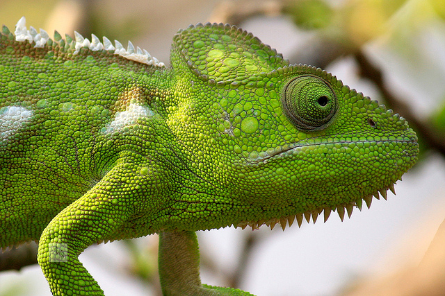 Camaleón de Oustalet o camaleón gigante de Madagascar (Furcifer oustaleti)