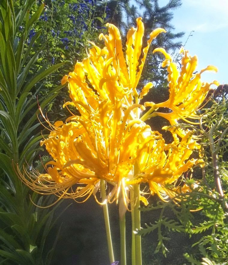 Future Plants by Randy Stewart: Lycoris