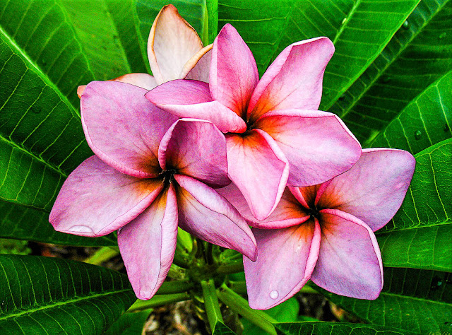 “FRANGIPANI” One of The Most Beautiful Flower in Bali……….. ~ Best ...