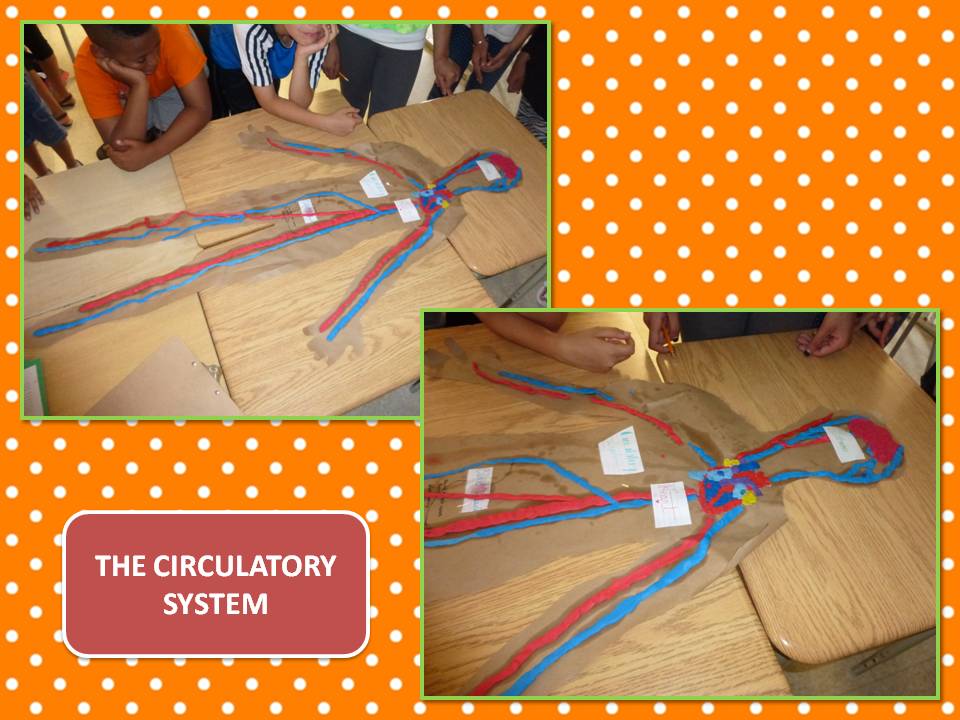 Ms Rashid: Science Human Body Systems Projects