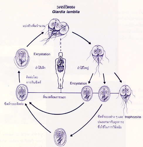 Biological Parasite: protozoa