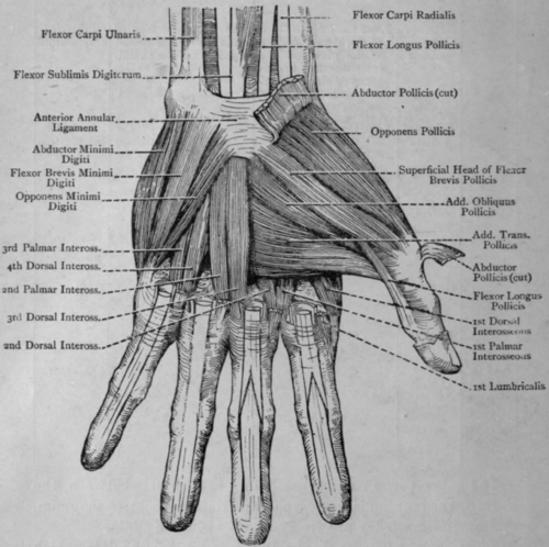 Hand muscles