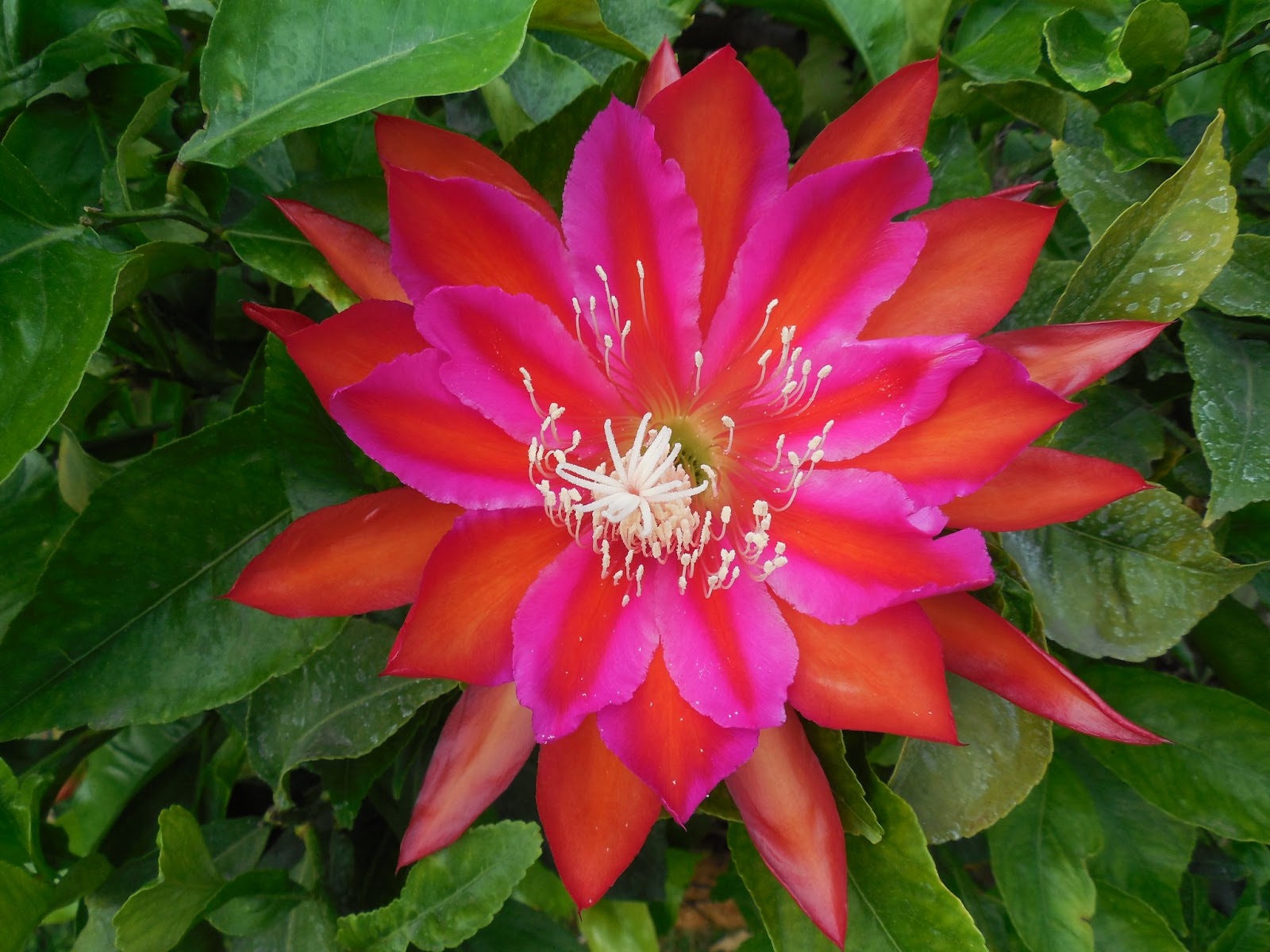 The Epiphyllum Garden: 'Stern von Erlau'