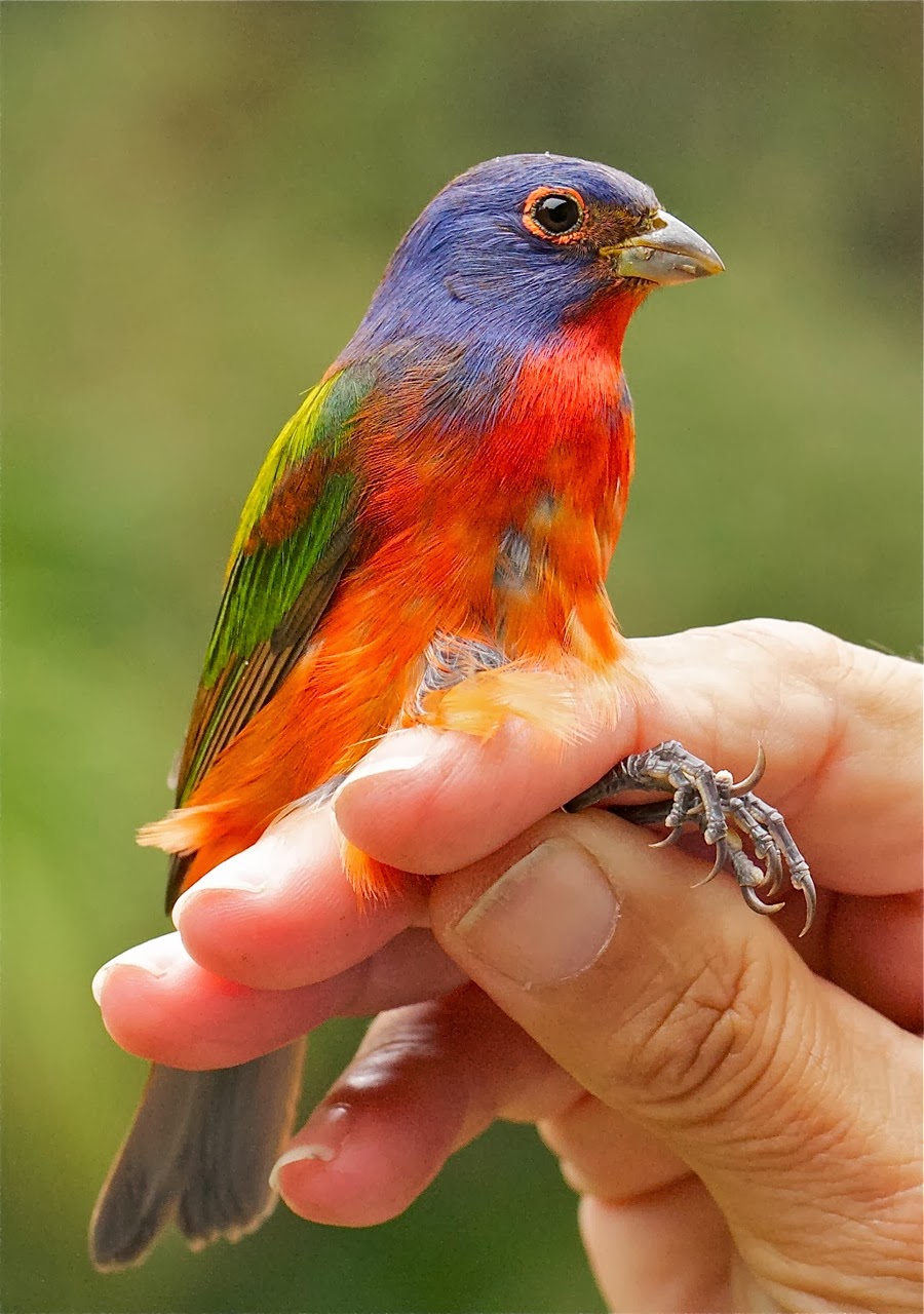 Bird Banding: Learning From Birds In-hand: Color Banding Painted Buntings