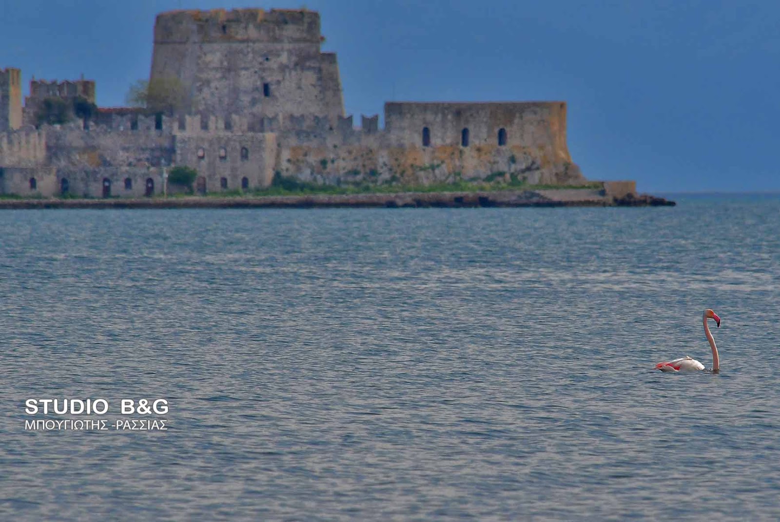 Φωτογραφία: ΝΑΥΠΛΙΟ: ΦΟΙΝΙΚΟΠΤΕΡΟ ΣΤΗΝ ΠΟΛΗ!
