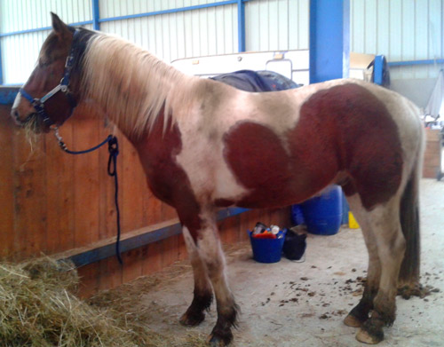 Soon a horse: Comment garder son cheval presque propre en hiver