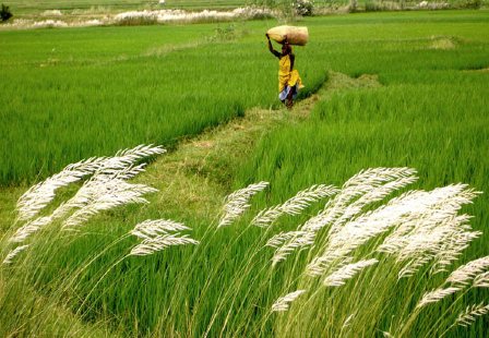 Agriculture: Agriculture Current Events