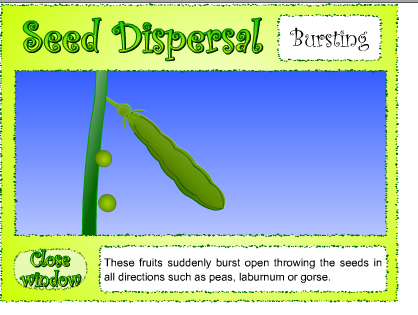 HTS 3rd Grade Technology Blog: Plant Life Cycle