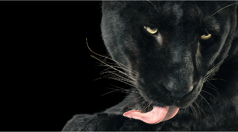 Florilège: TIM FLACH - PHOTOGRAPHE - LONDRES