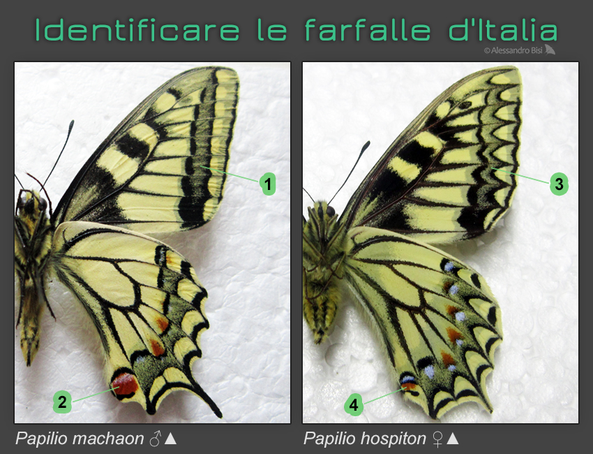 Identificare le farfalle d'Italia: i Papilionidi