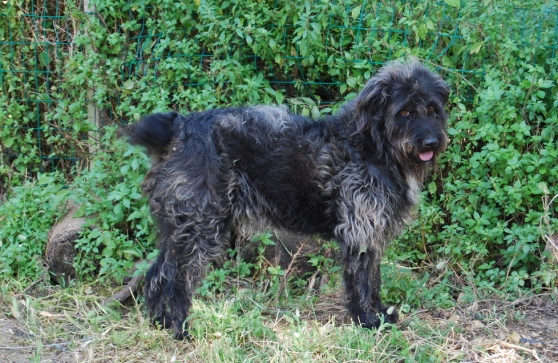 AmicoMario: IL GENOMA DEL CANE PASTORE FONNESE EVIDENZIA LA SUA LUNGA ...