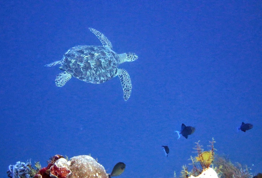Wakatobi: Ali Reef Busy Day Underwater ~ Life Is An Absurd Journey