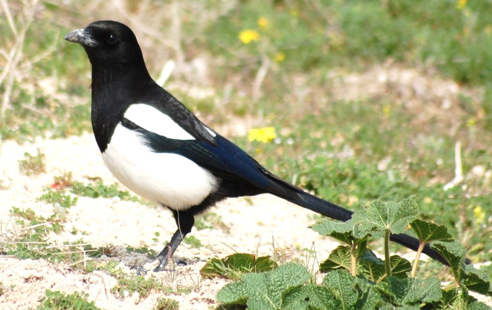 Imagens da vida animal: Pega-rabilonga (Pica pica)