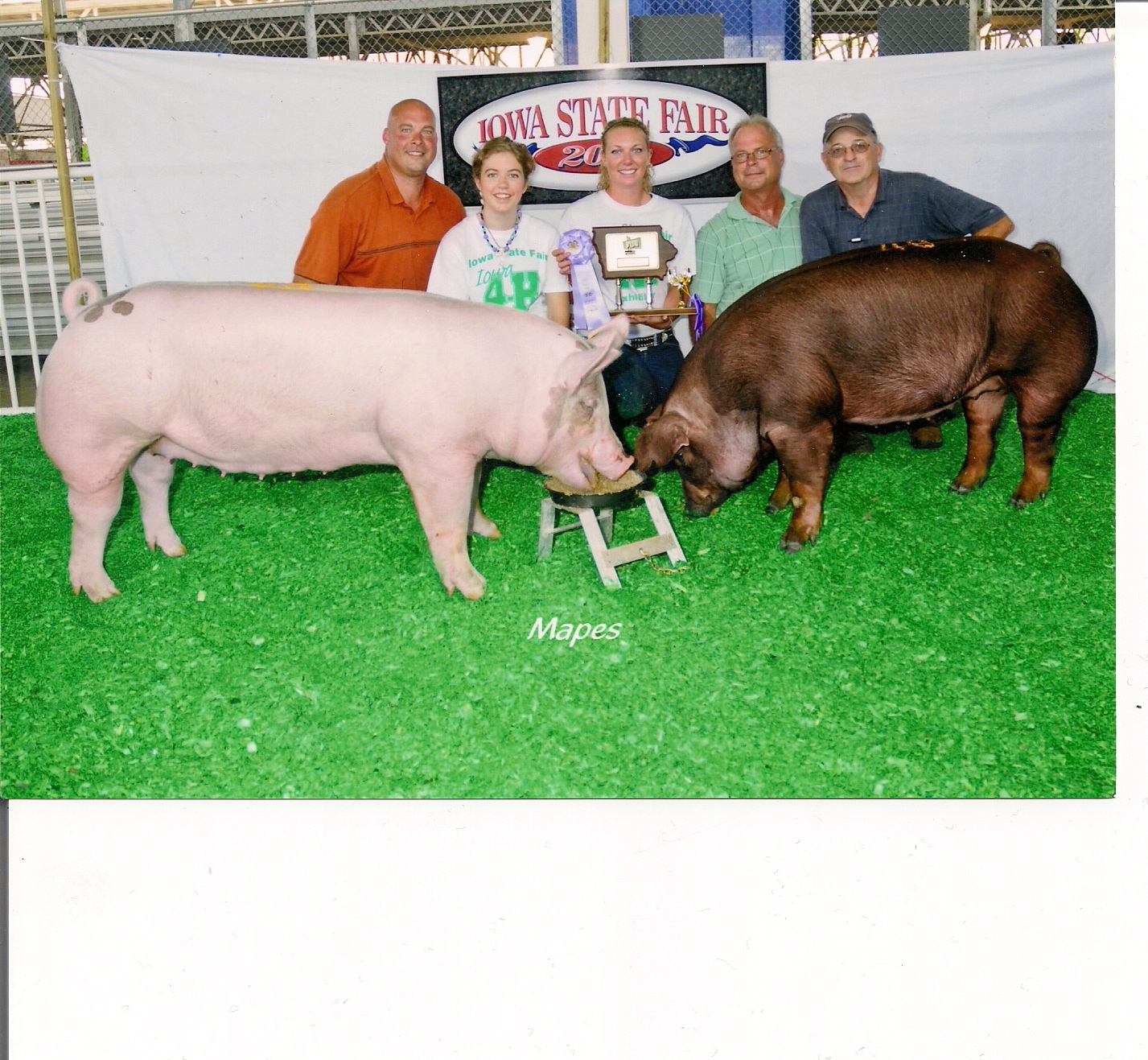 Greiner & DeVries Show Pigs: Recent Winners