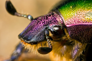 Junebug Days 2012 Begins!