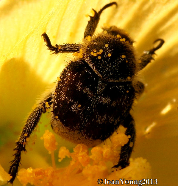 South African Photographs: Monkey Beetle (Eriesthis gutttata)
