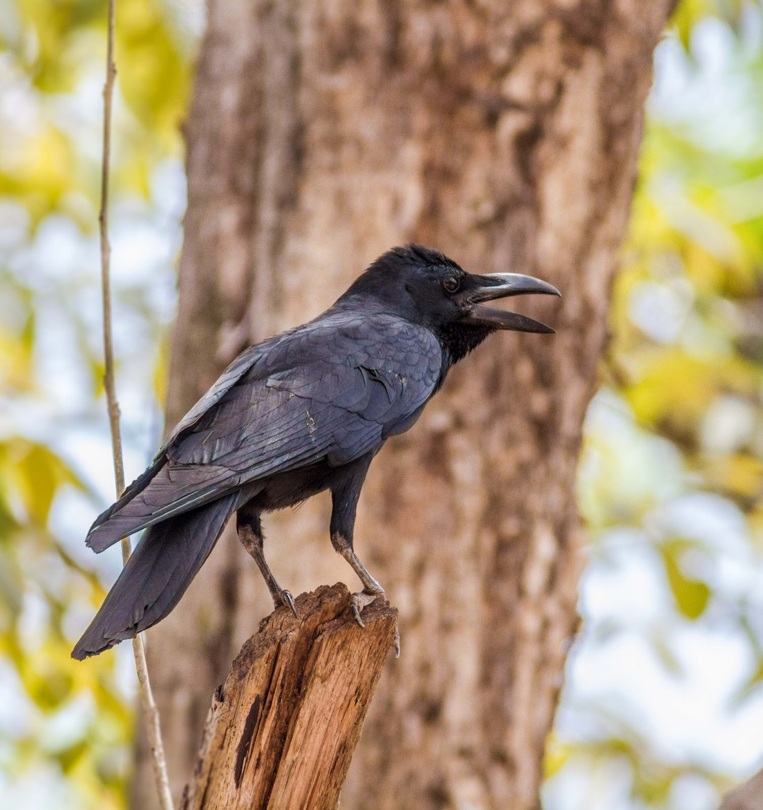 Musicroom's Imaging: Jungle Crow