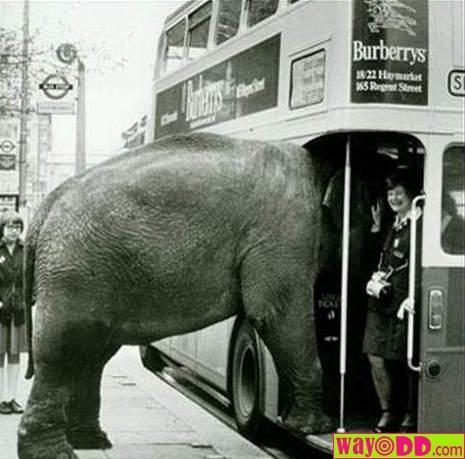 Funny Bus Pictures | FUNNY INDIAN PICTURES GALLERY funnyindianpicz ...