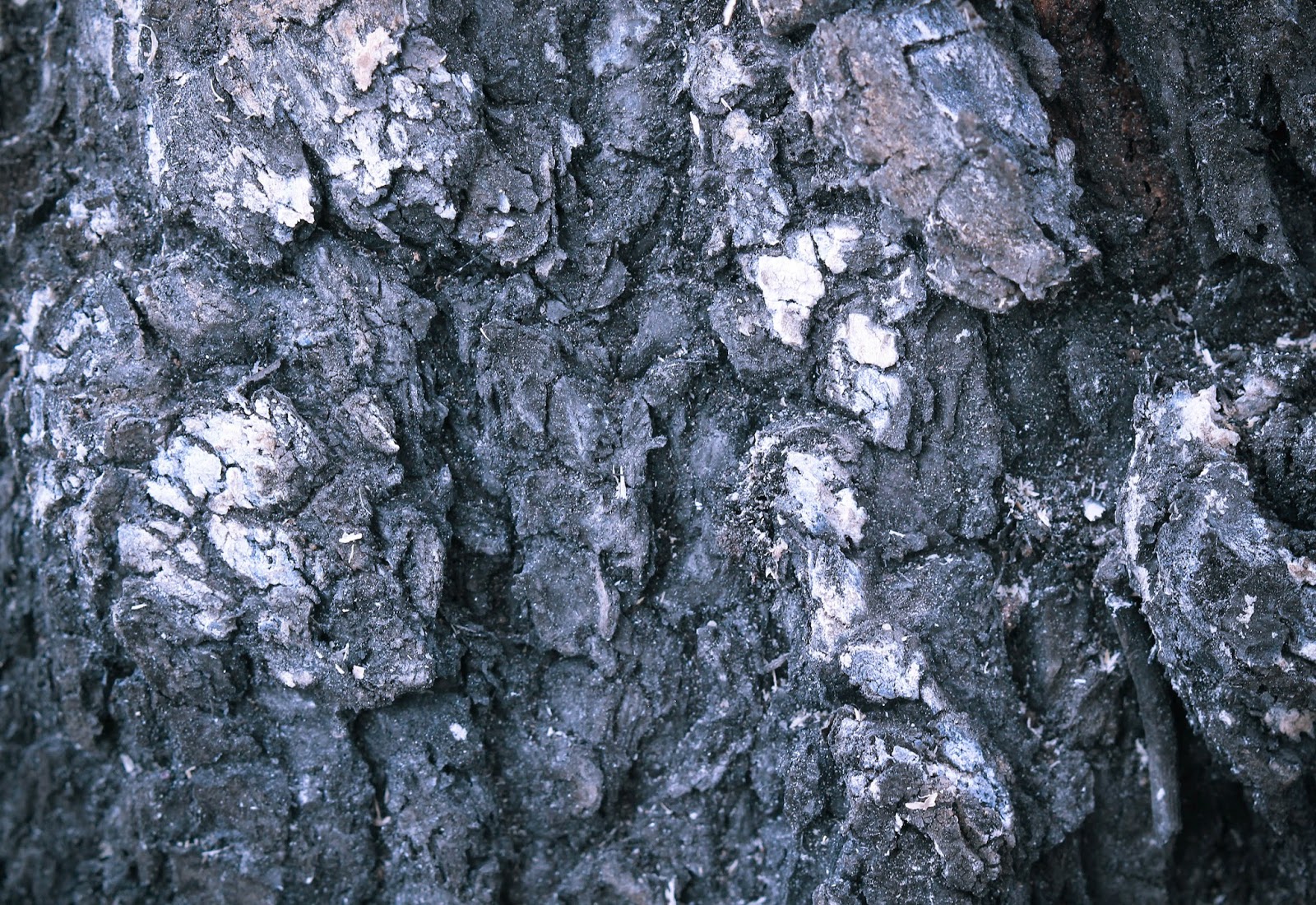 Mighty Textures: Burned wood bark