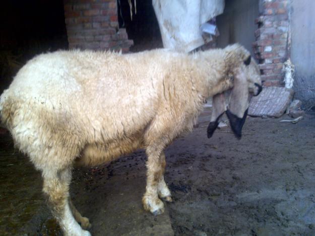 Male Sheep Chatra For Sale In Lahore - Pets For Sale In Pakistan