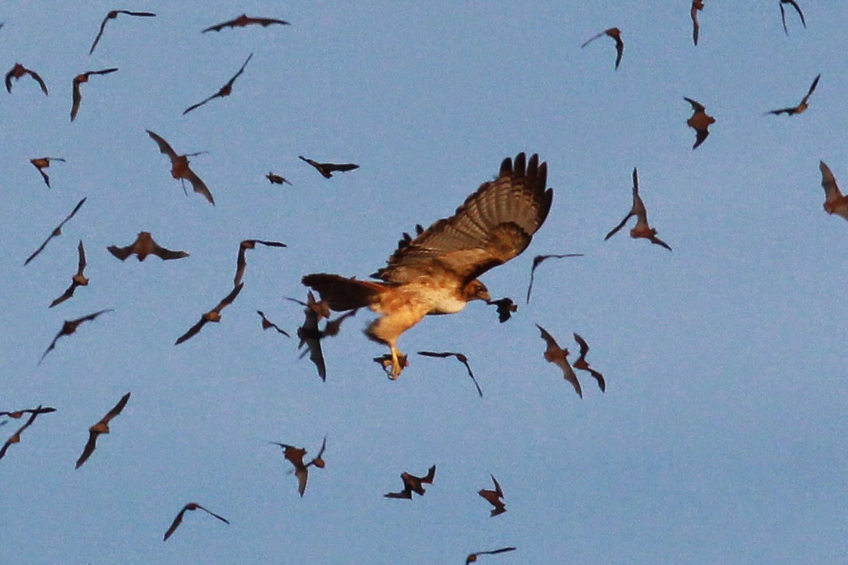 Antshrike's Bird Blog: Kickapoo Cavern State Park or "Holy Bat Cave ...