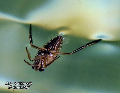 Biodiversidad Costa Granadina y ... (Fauna): Nadador de espalda ...