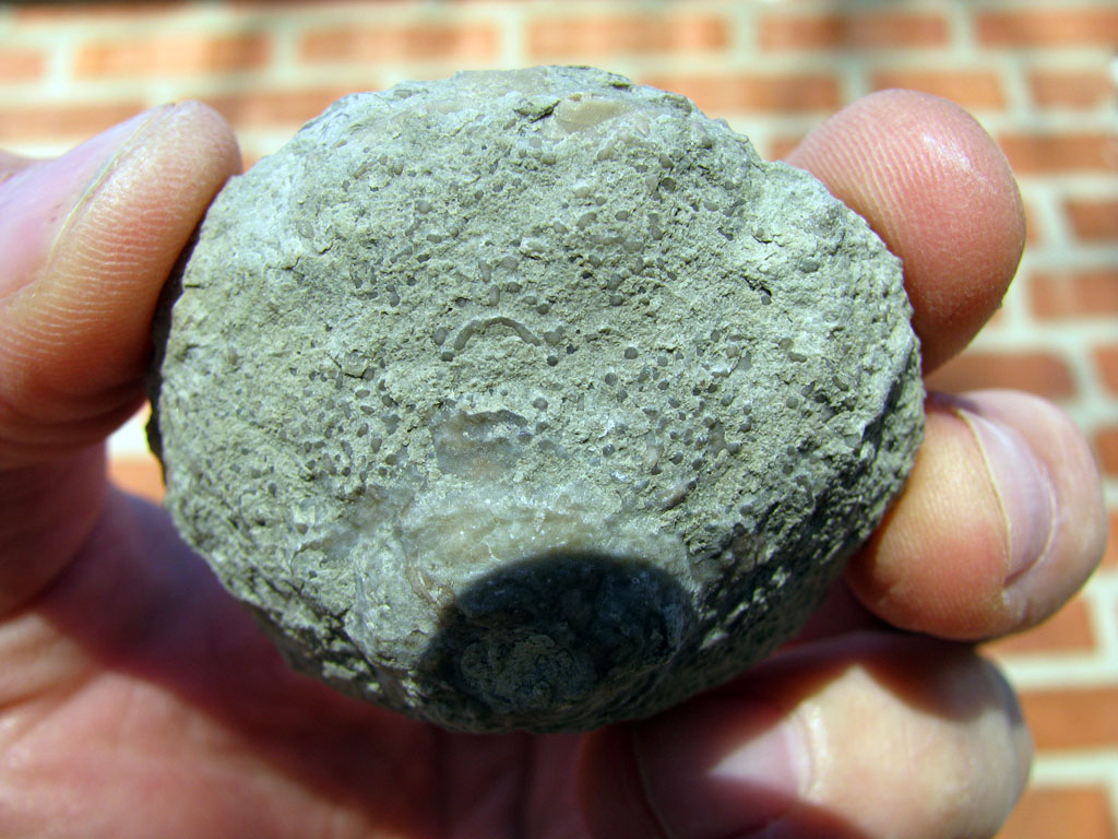 Views of the Mahantango: Eucalyptocrinus elrodi crinoid from the ...