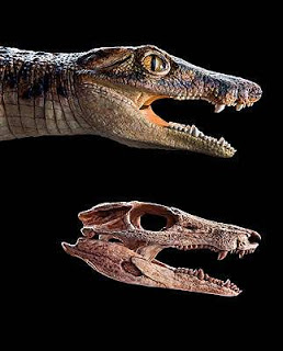 7 Jenis Buaya Purba Yang Hidup Pada Jaman Dinosaurus ~ Unik Pos