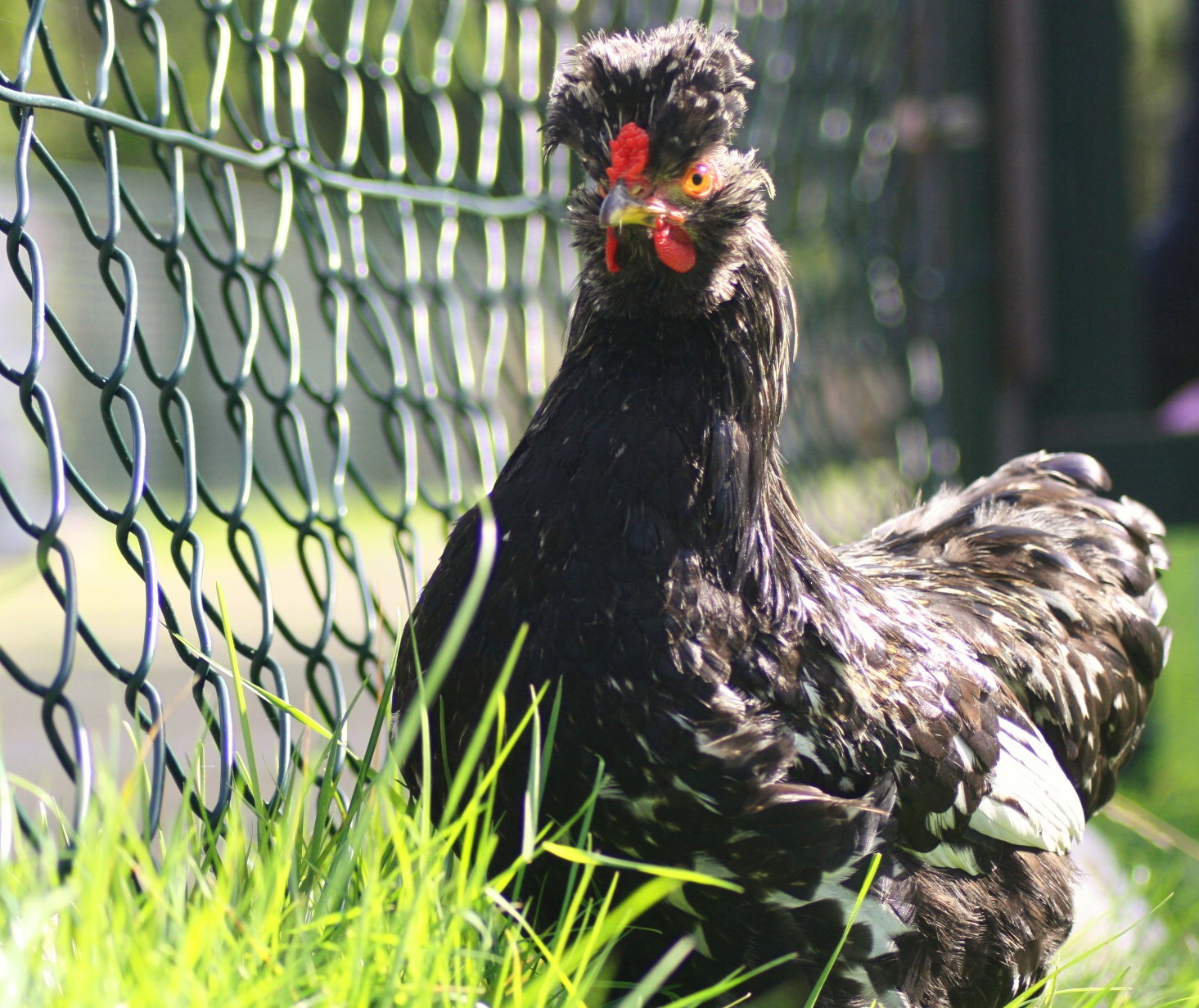 kinderboerderij winschoten: hollands kuifhoen
