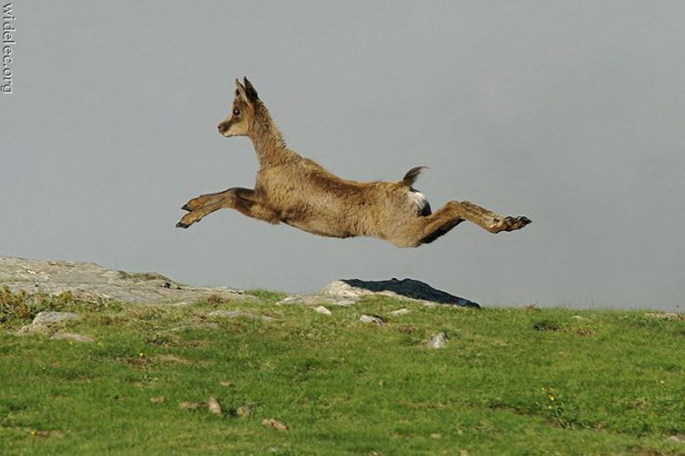 Funny Images | imthy: Funny Jumping movements