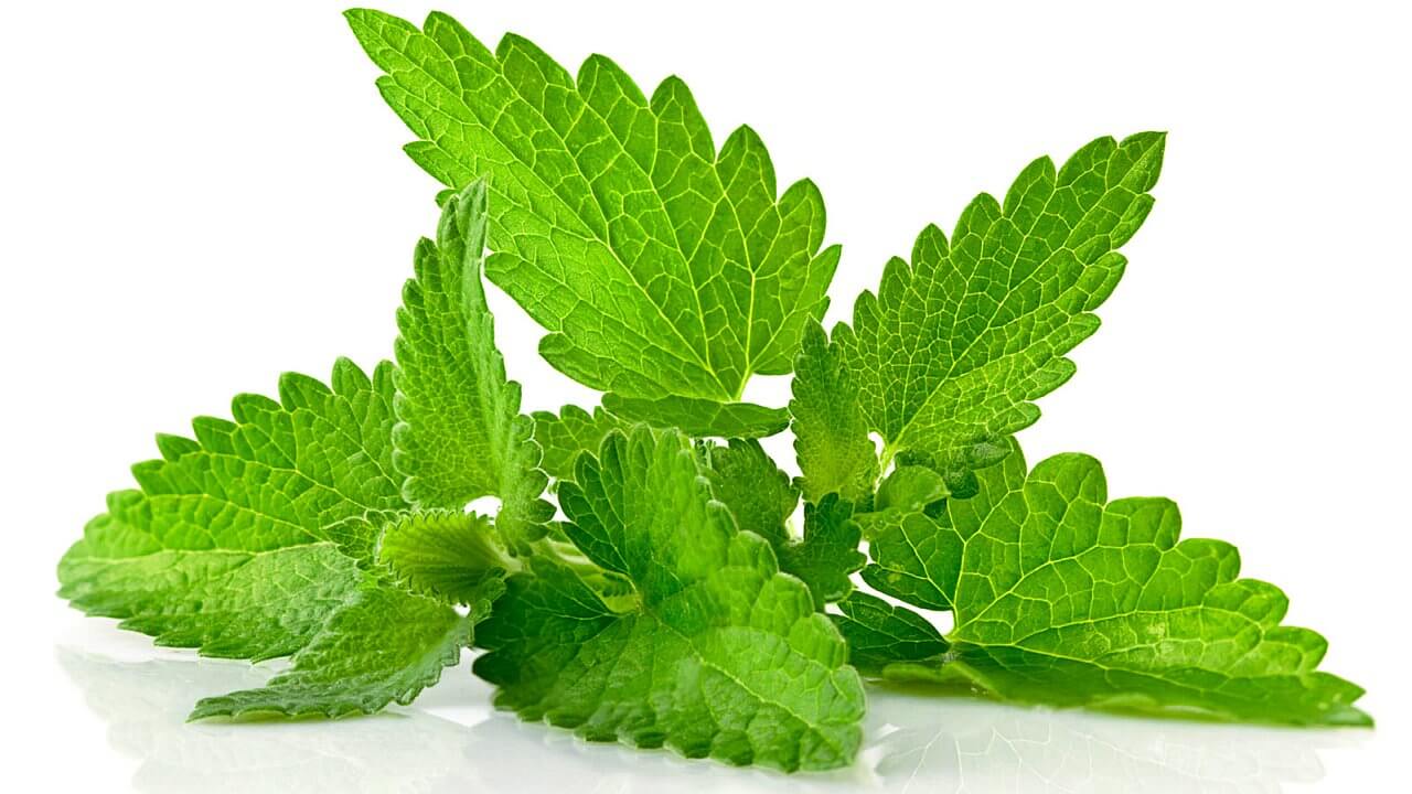 Buenasiembra21: Beneficios de la Melisa o Hierbabuena, usos saludables.