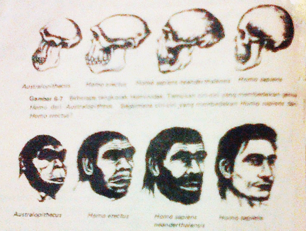 Sejarah Penemuan Fosil - Fosil Manusia Purba (Ciri Di Dasarkan Pada ...