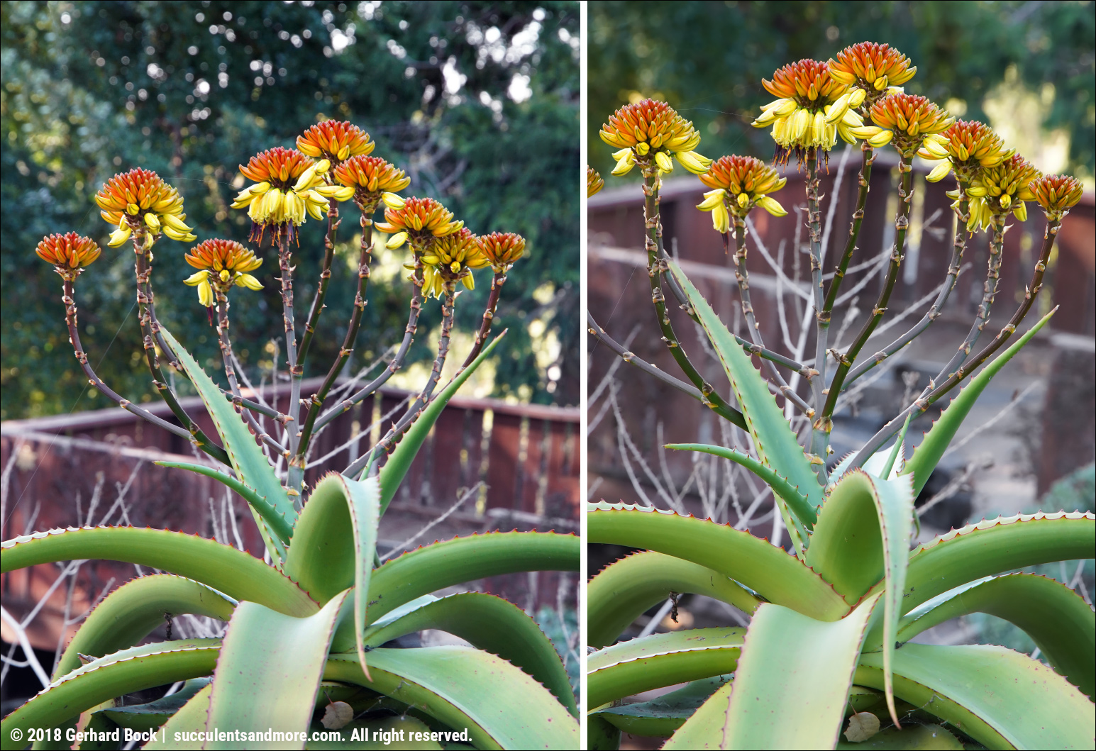 John Miller's Oakland aloe garden (Institute for Aloe Studies)