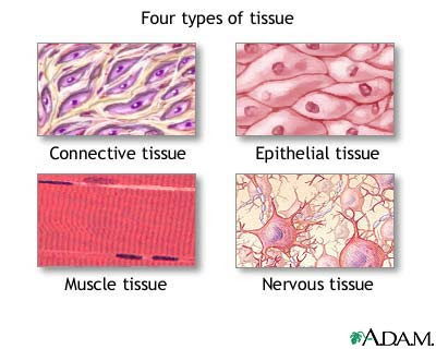 Human Anatomy and Physiology: Chapter 4: Tissues, Glands, and Membranes
