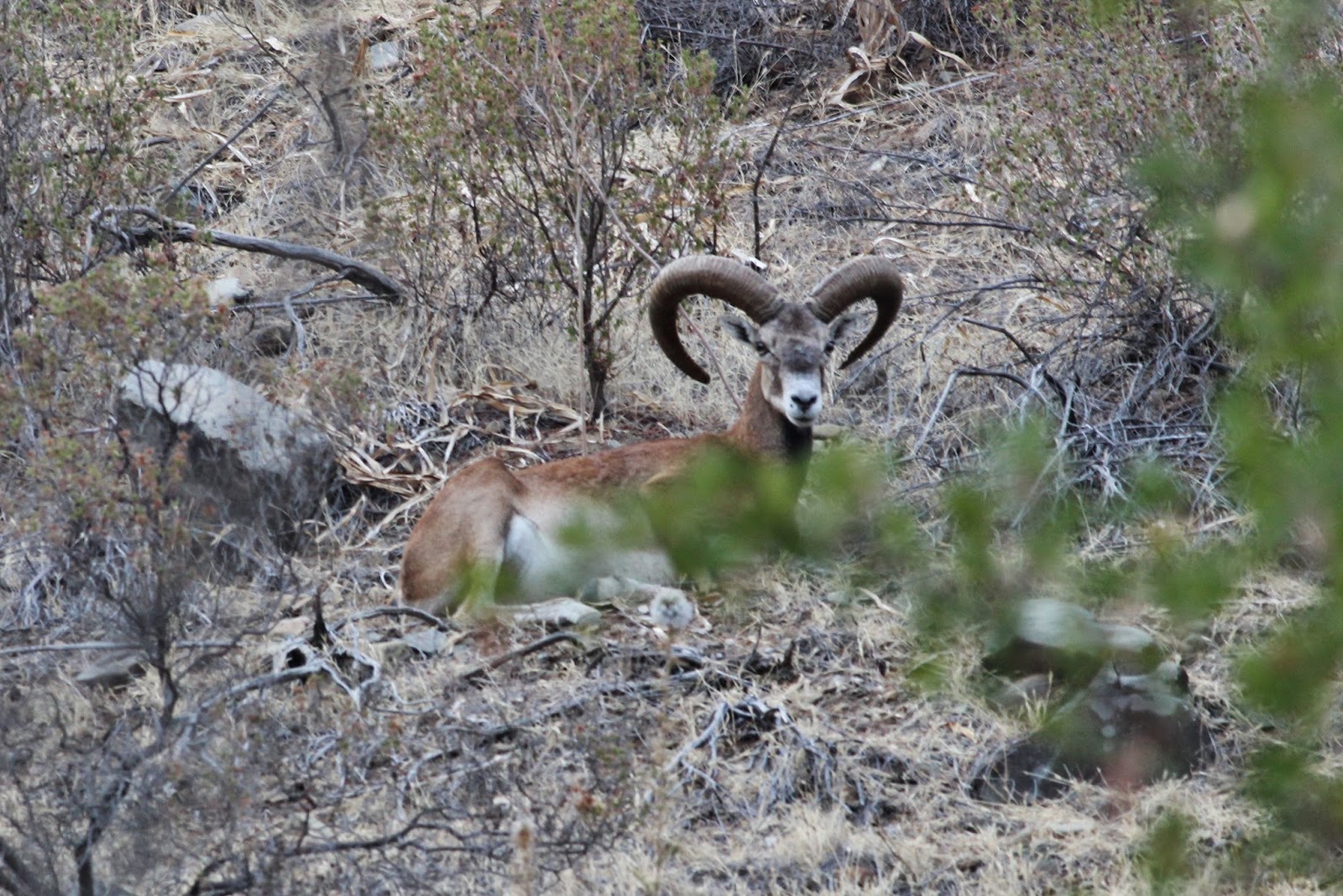 Mammals of Cyprus - Τα θηλαστικά της Κύπρου by George Konstantinou ...