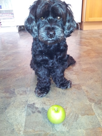 Blackbird Pie: Longfellow's Wayside Inn Apple Pie