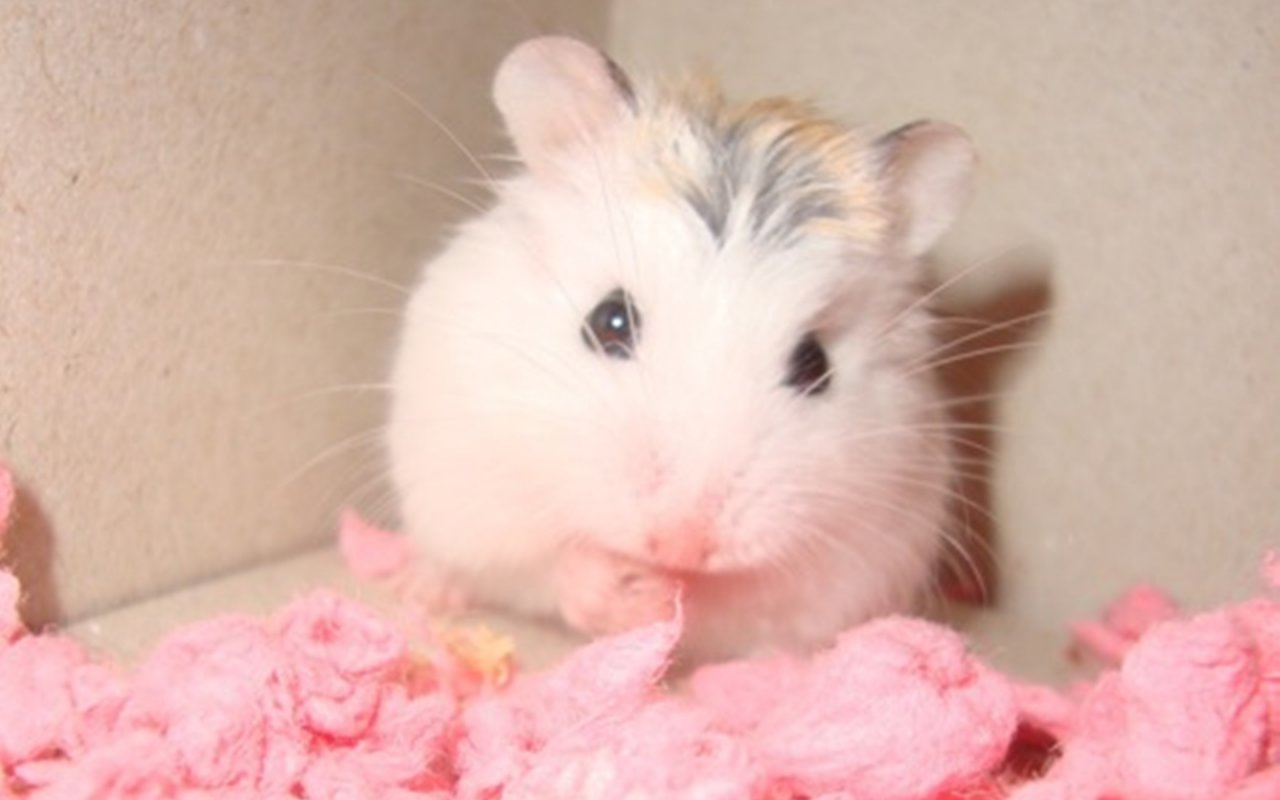 beauty pink hamster | Okay Wallpaper