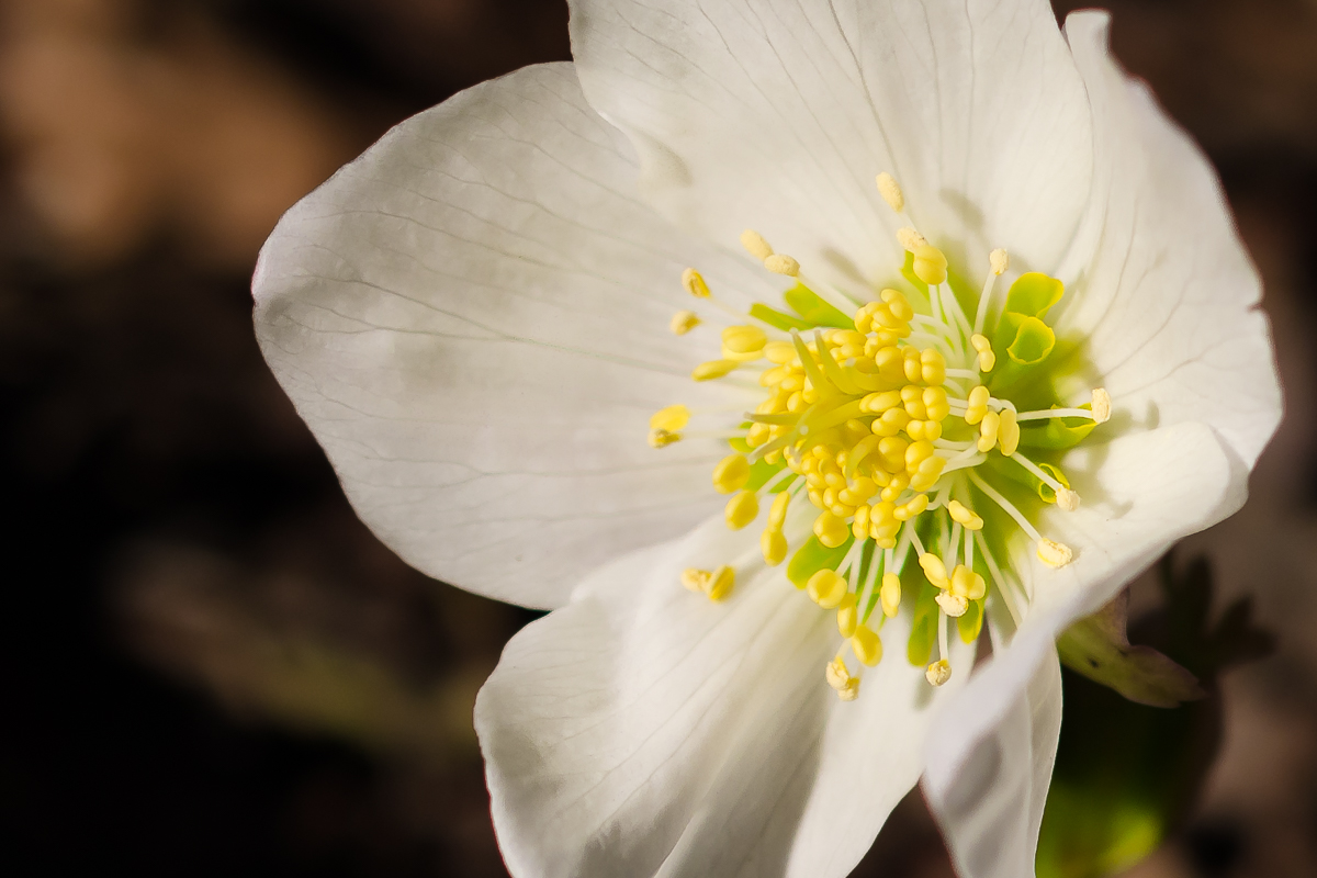 ČRNI TELOH (Helleborus niger)