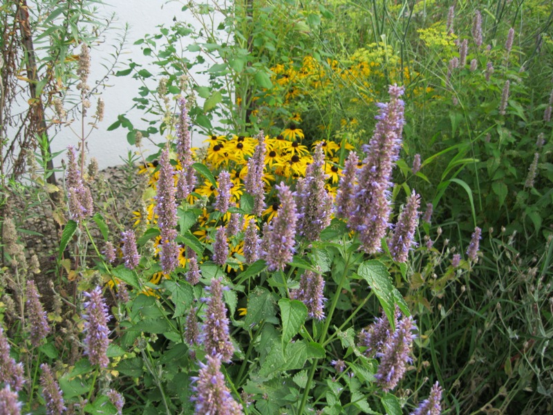 Plants and Stones: Splendor In The Grass And The Weeds
