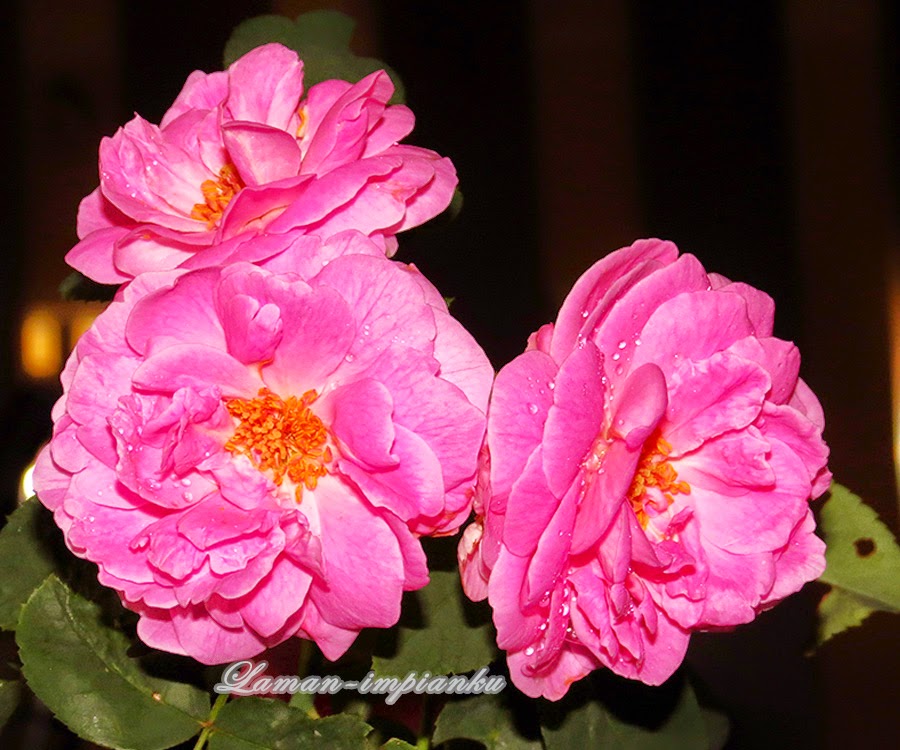 laman impianku...: Tips menanam pokok bunga ros