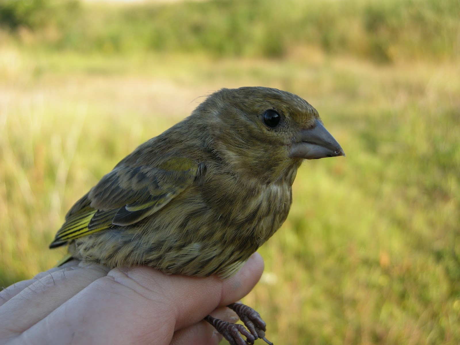 The Hairy Birder: Over Two Dozen Nettle Creepers