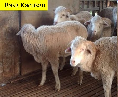 bukan doktor veterinar: Jenis-jenis bebiri
