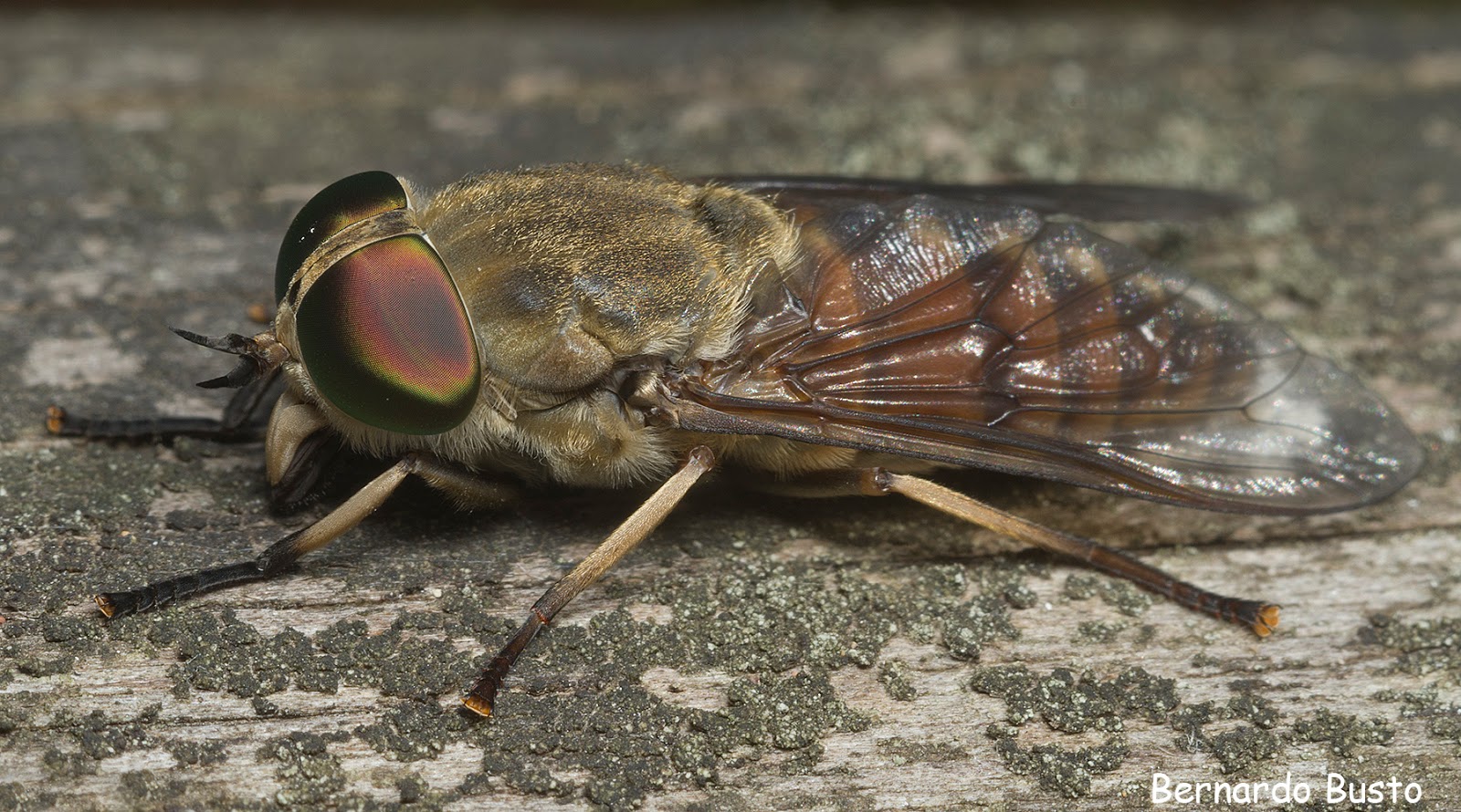 RÍA DE LA VILLA: Tiempo de Tábanos