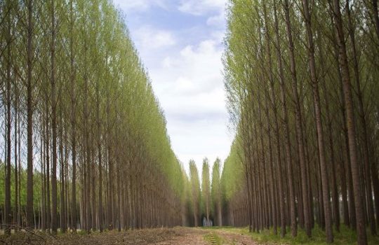 Populus «álamo» - Id Plantae