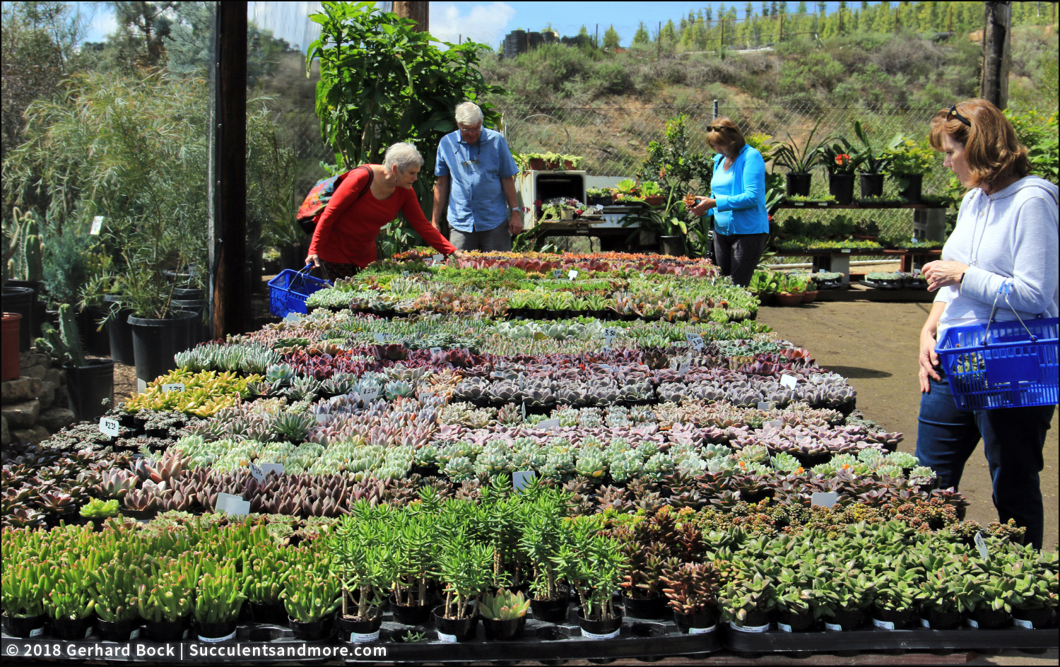 Waterwise Botanicals: succulent heaven (part 1 of 2)