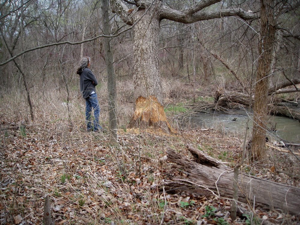 gardening with turtles: Beavers. Yes, beavers!